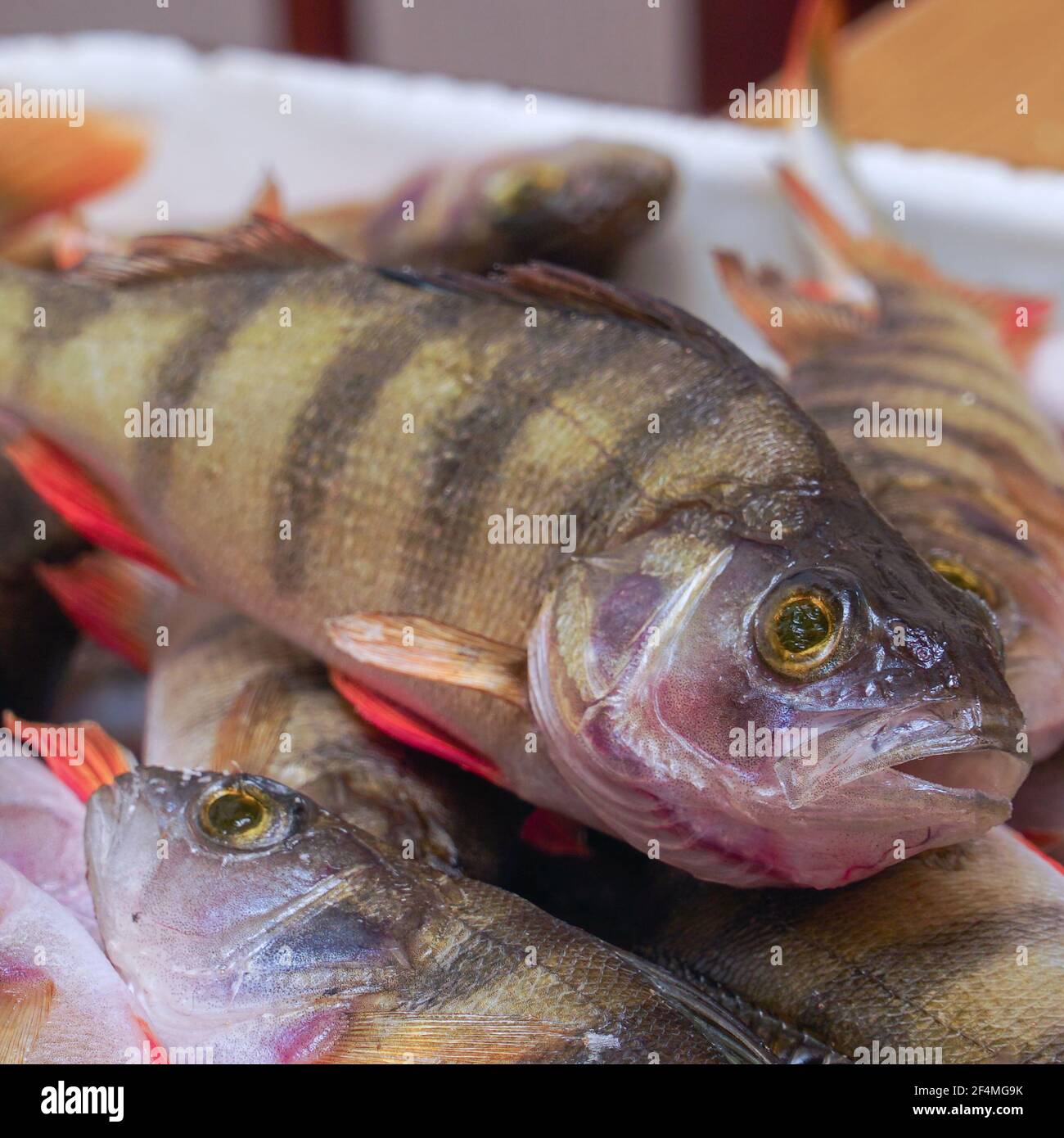 Eurasian river perches hi-res stock photography and images - Alamy