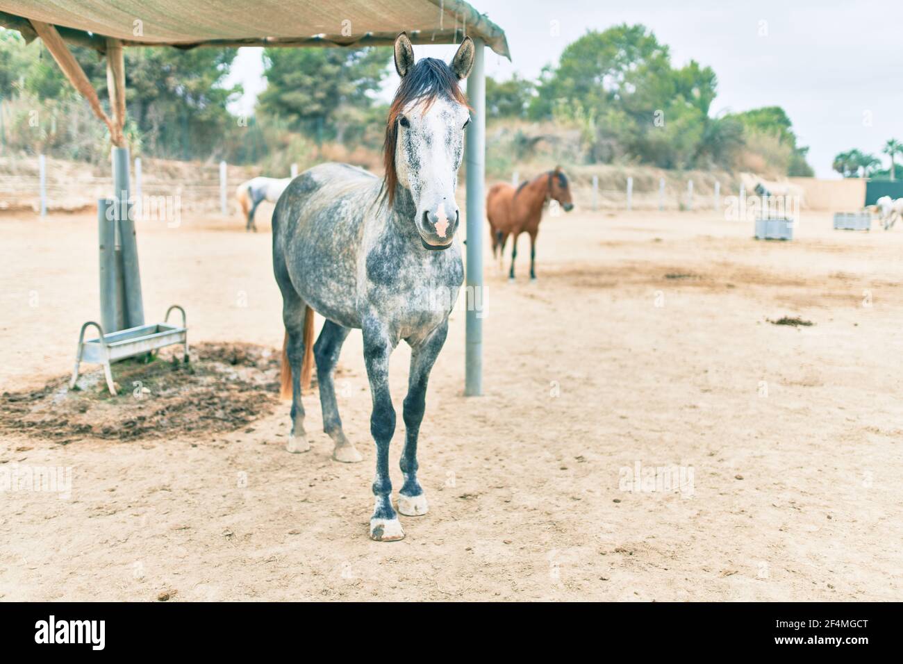 Adorable horse at the farm Stock Photo - Alamy