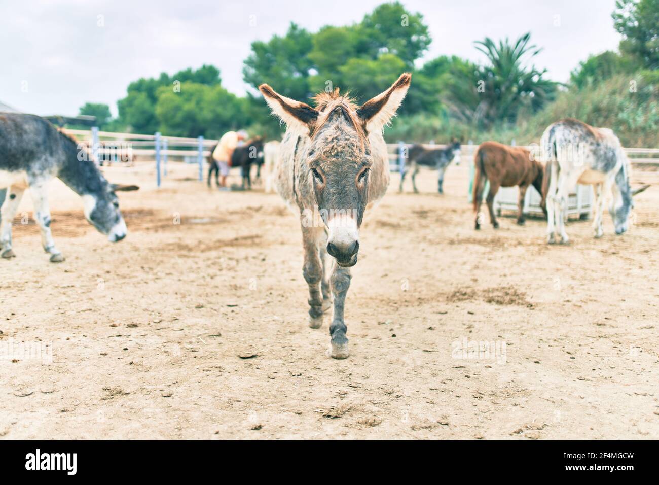 Group of donkeys walking at the farm Stock Photo - Alamy