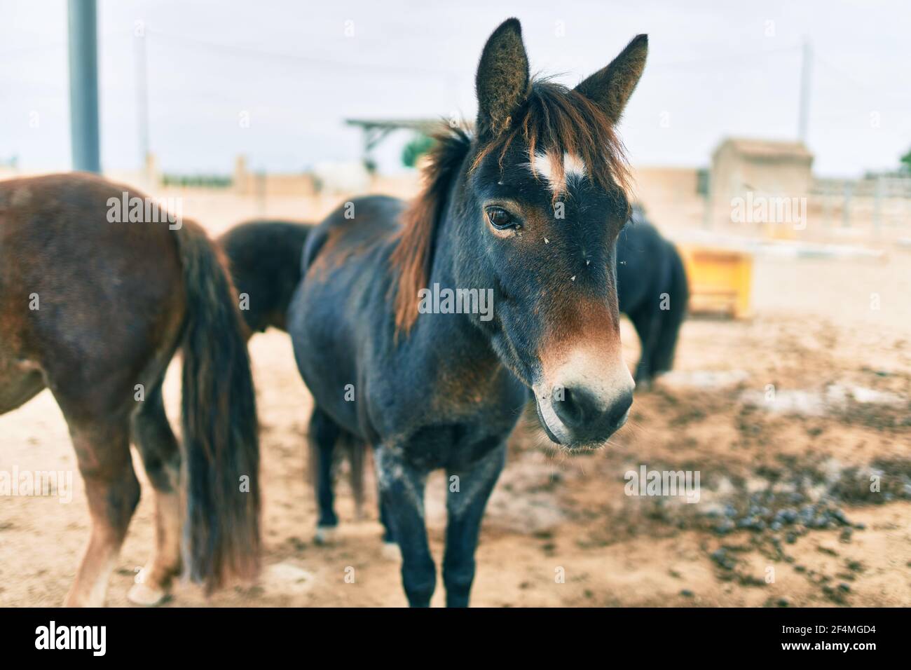 Adorable ponies walking at the farm Stock Photo - Alamy