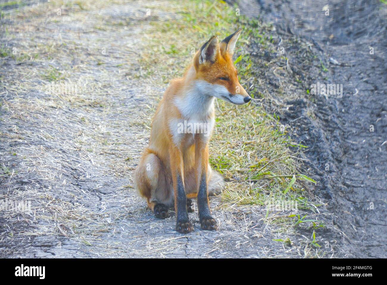 Korsak fox hi-res stock photography and images - Alamy