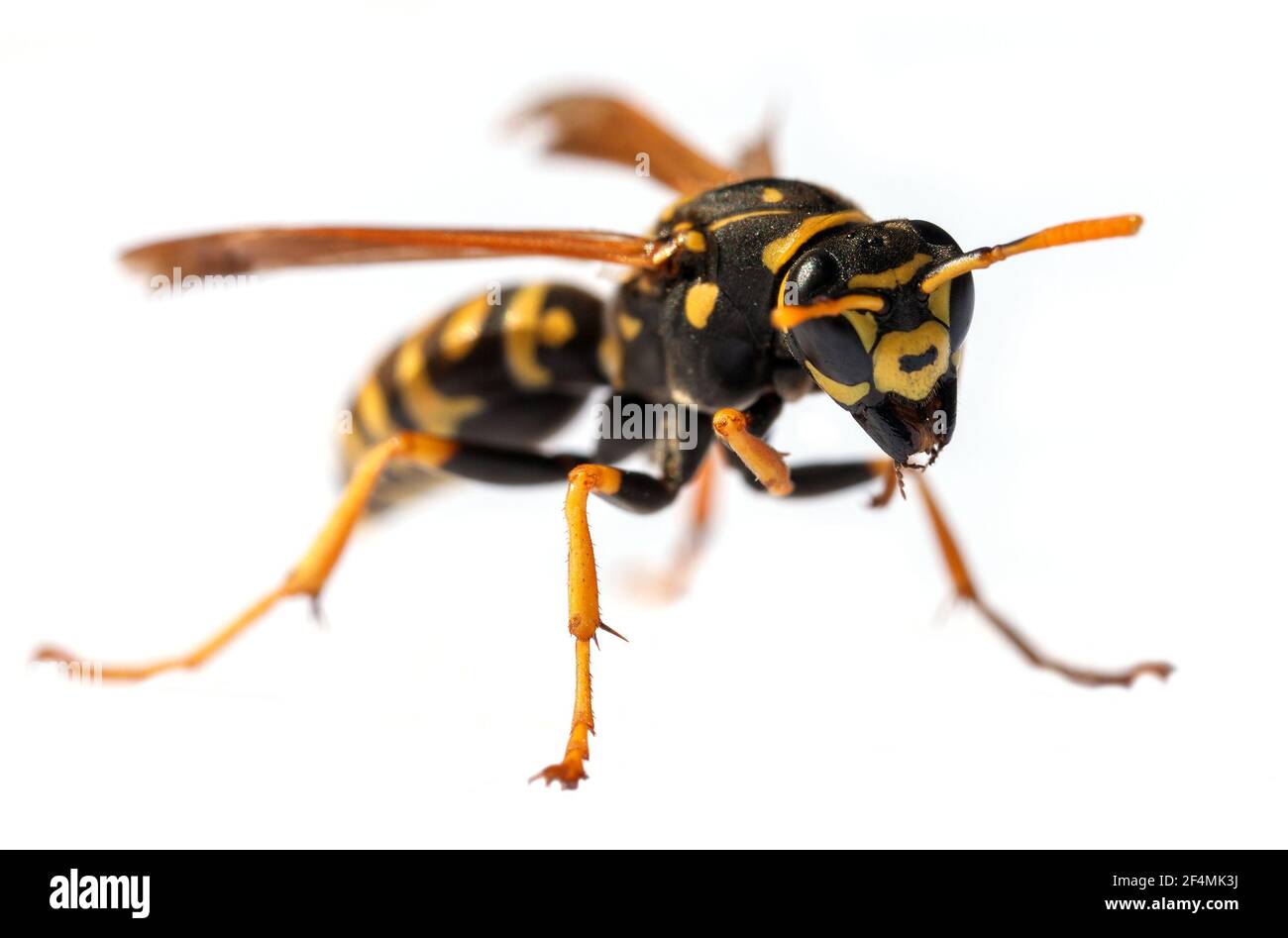 Black german bee Cut Out Stock Images & Pictures - Alamy