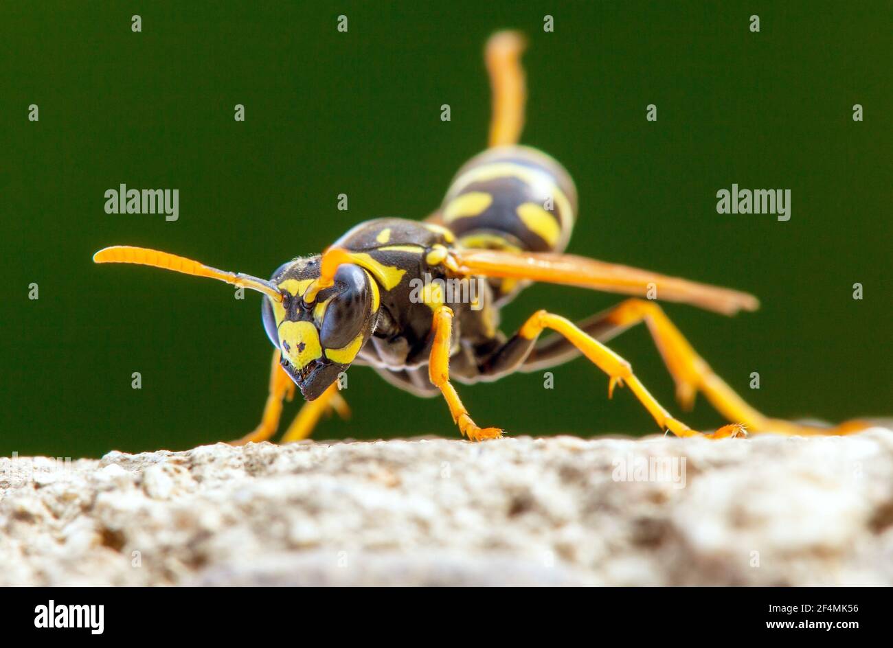 European common wasp German wasp or German yellow jacket isolated on ...