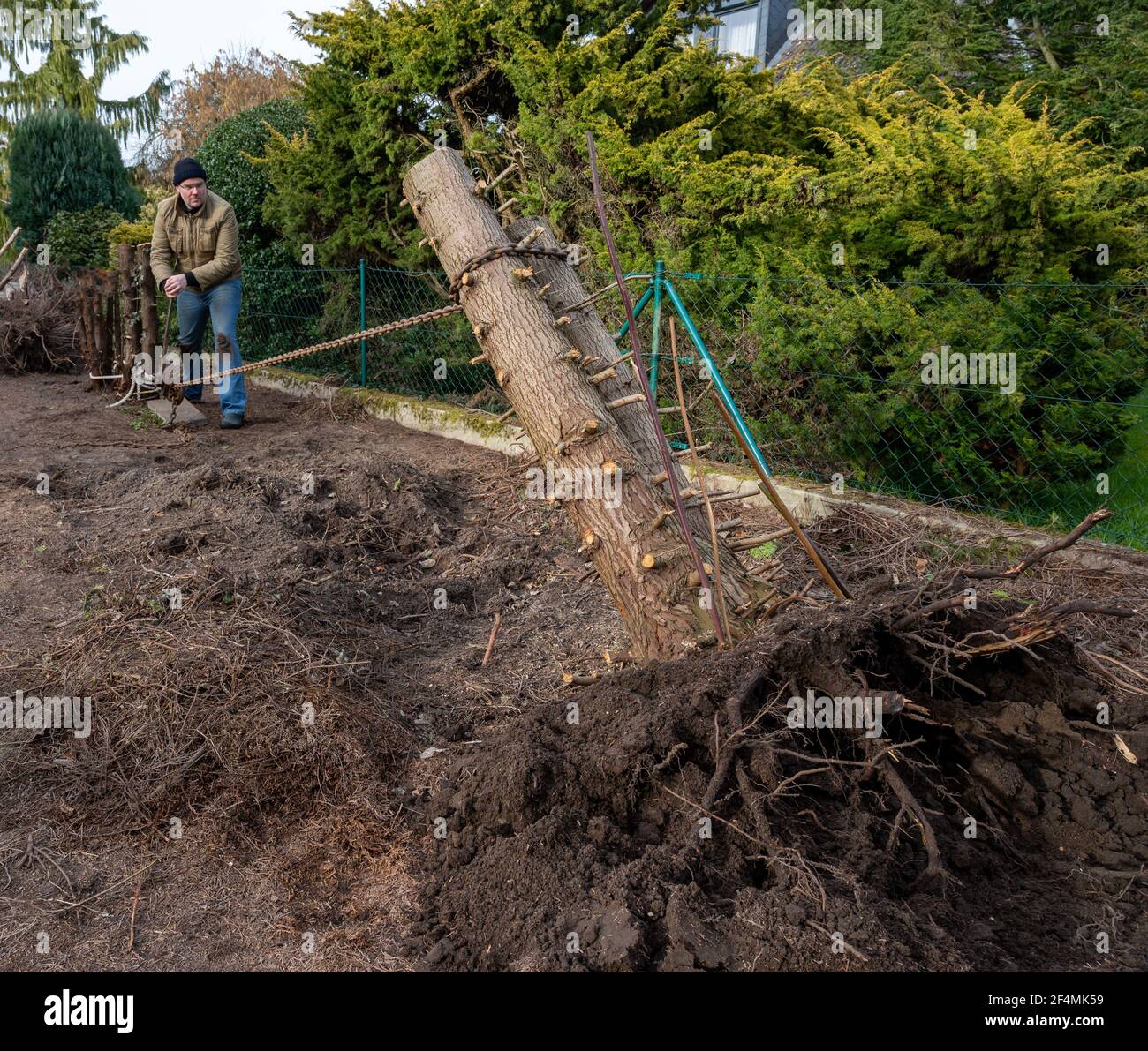 Backyard tree roots garden hi-res stock photography and images - Alamy
