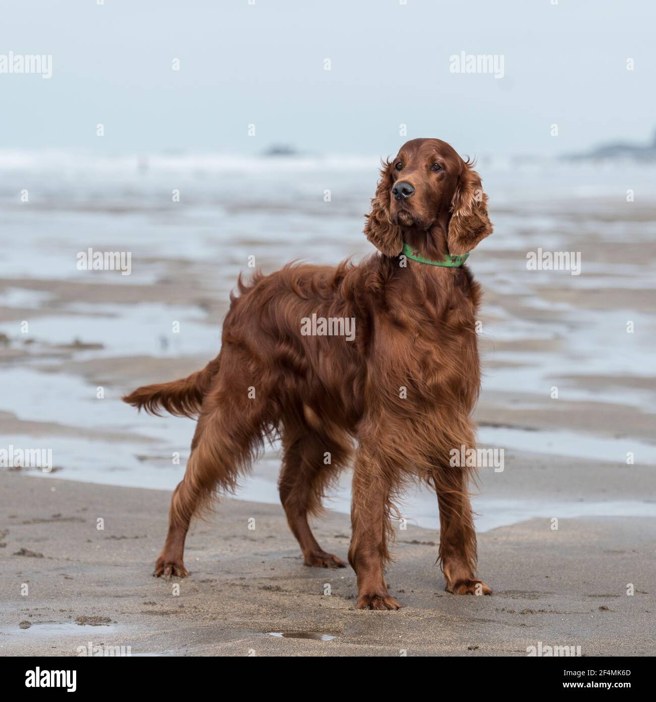 Irish seaside hi-res stock photography and images - Alamy