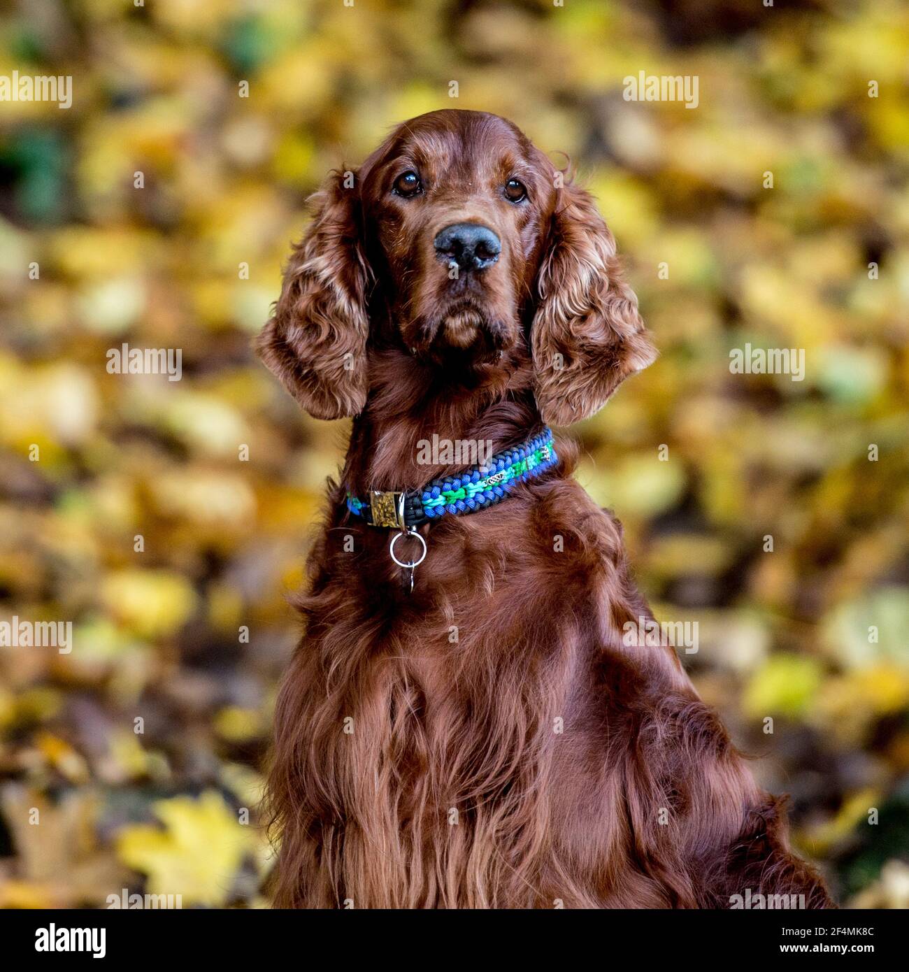 Irish red head hi-res stock photography and images - Alamy