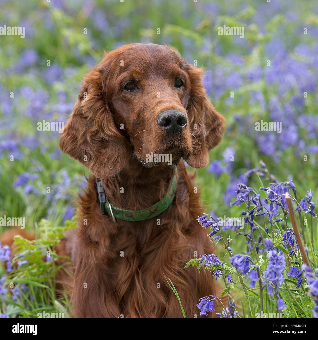 Red setter hi-res stock photography and images - Alamy