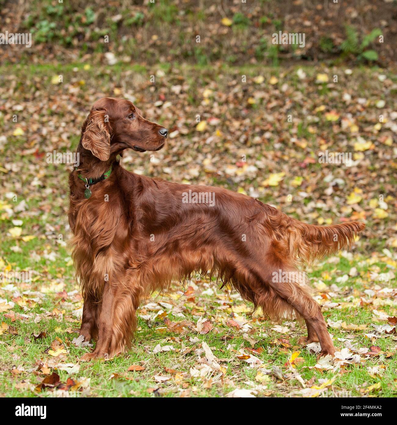 Irish coat hi-res stock photography and images - Alamy