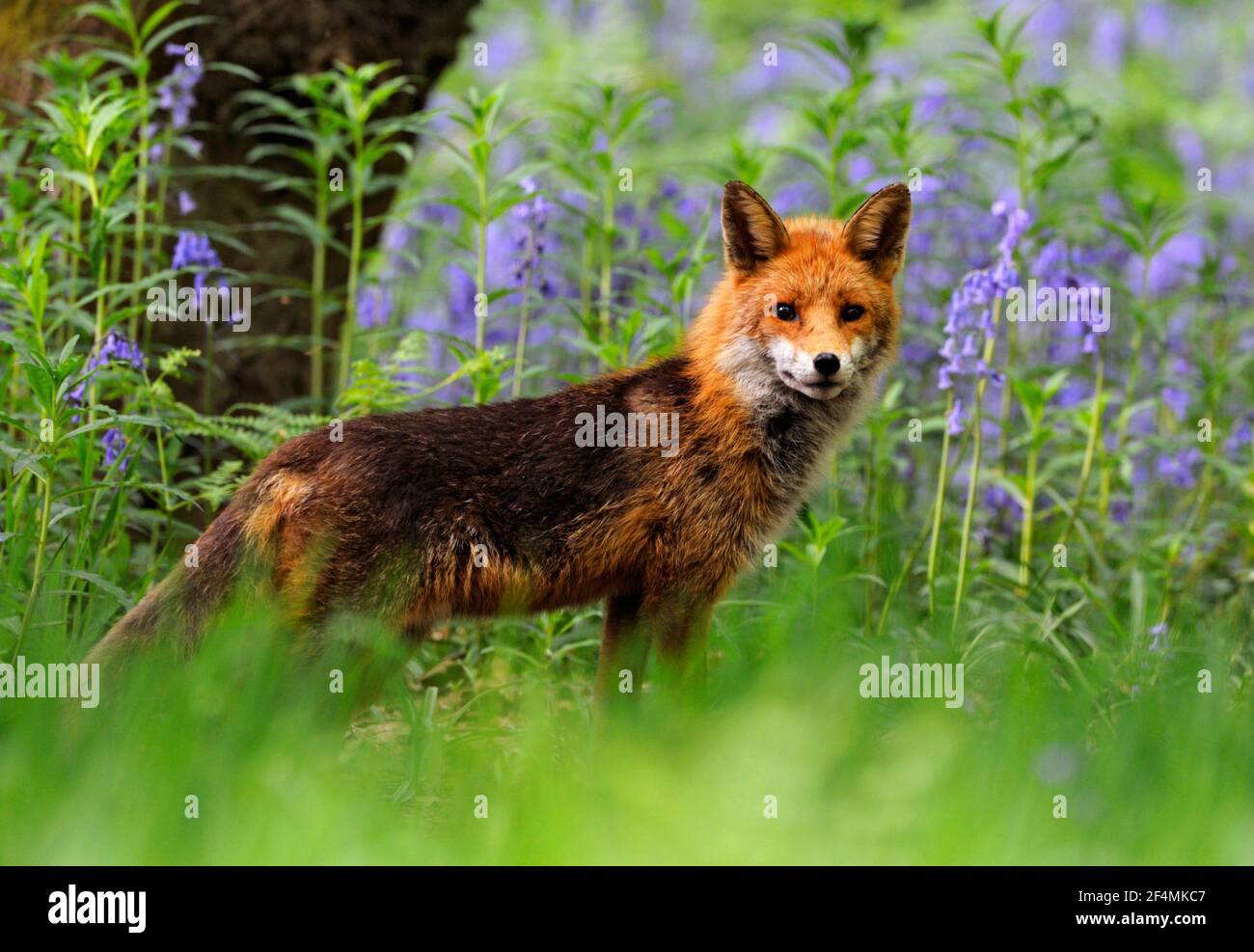 Bluebells and fox hi-res stock photography and images - Alamy