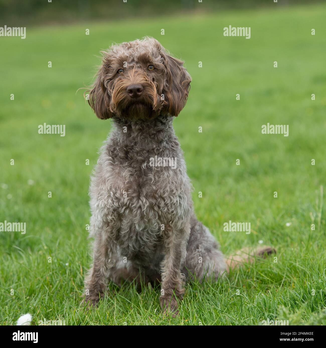 labradoodle dog sat in grass Stock Photo - Alamy