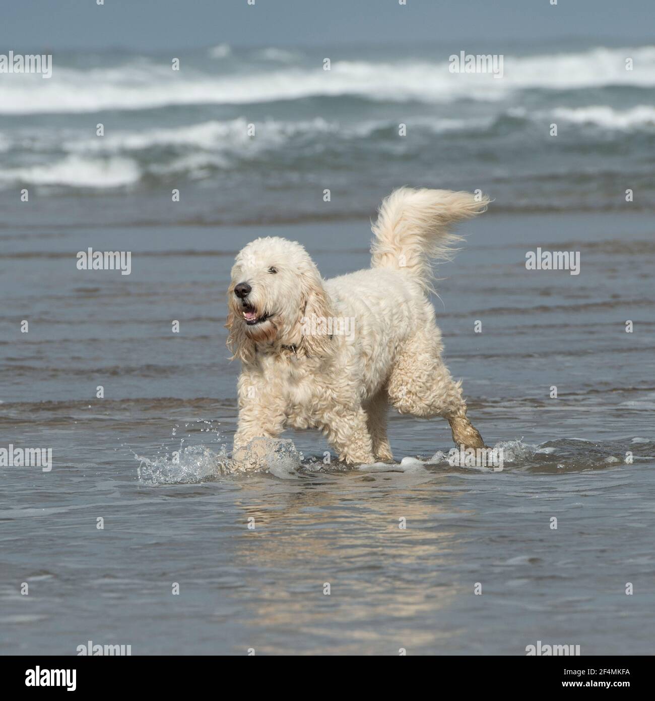 Labradoodle sitting on beach hi-res stock photography and images - Alamy
