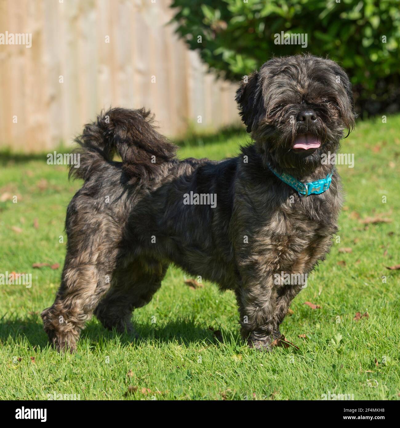 Tibetan apso hi-res stock photography and images - Alamy