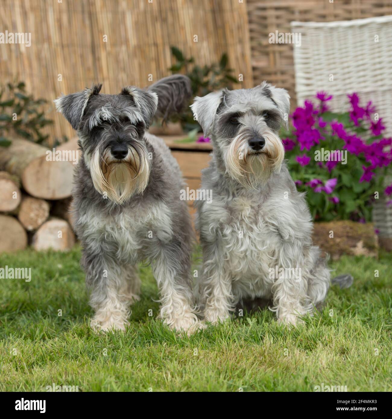 Schnauzers dogs garden dogs hi-res stock photography and images - Alamy