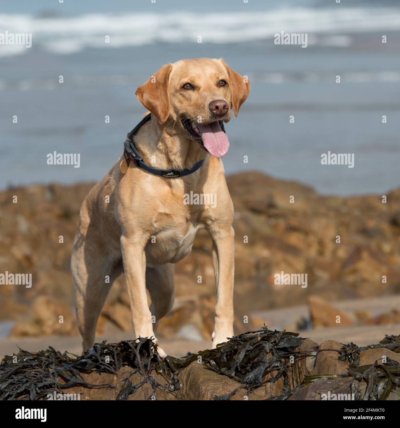 labrador retriever on beach Stock Photo - Alamy