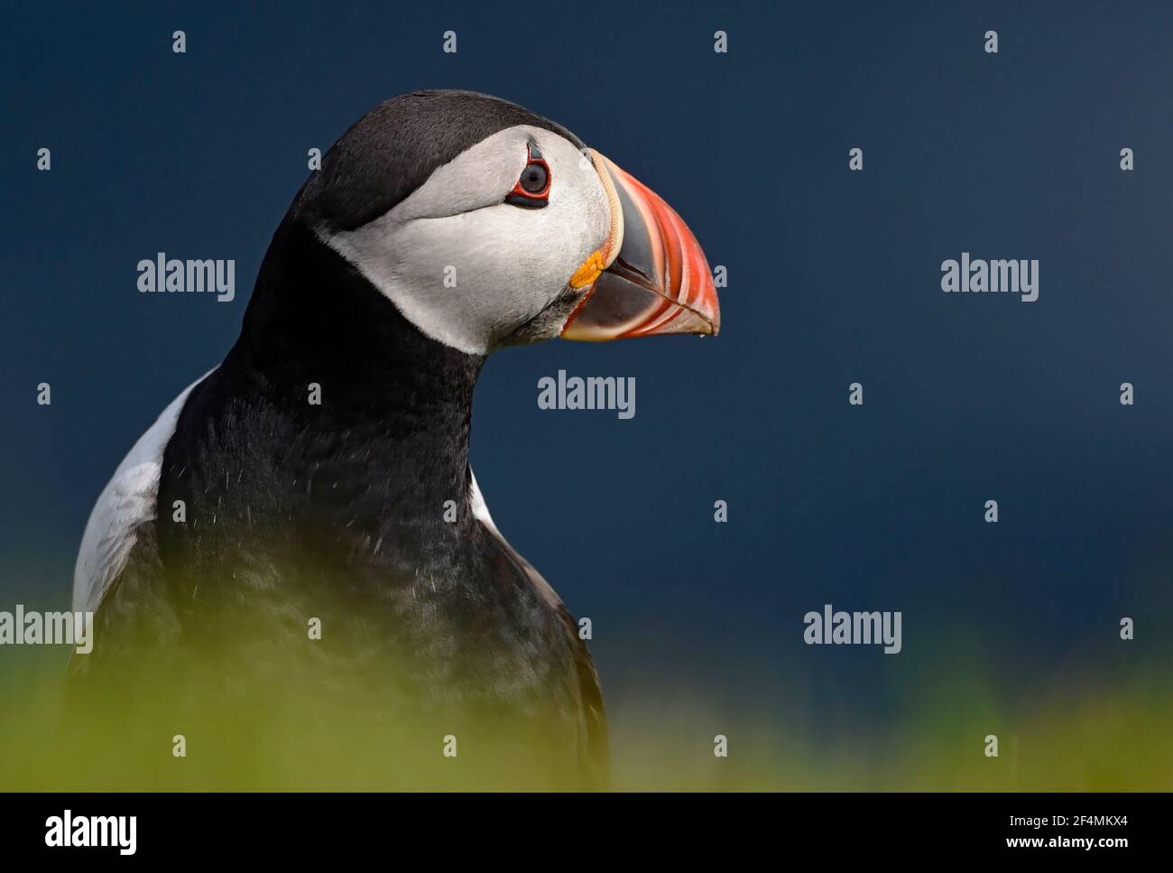 Puffling hi-res stock photography and images - Alamy