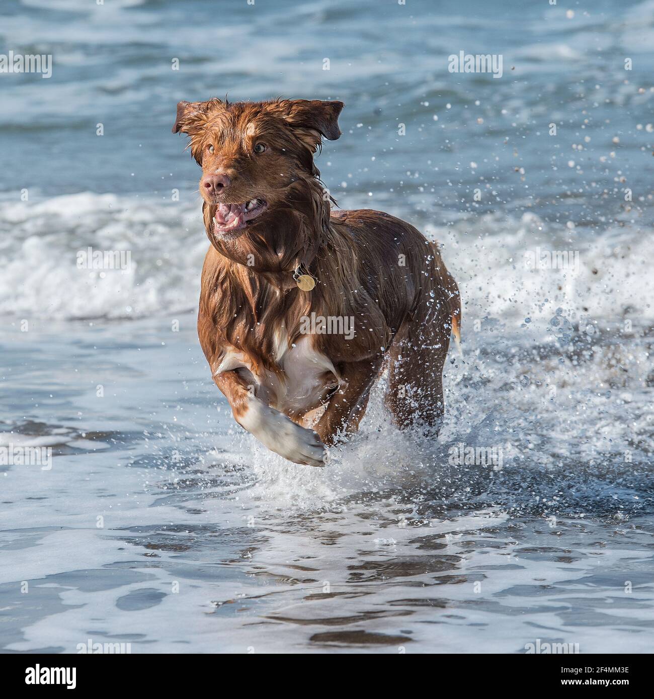 Duck facing camera hi-res stock photography and images - Alamy