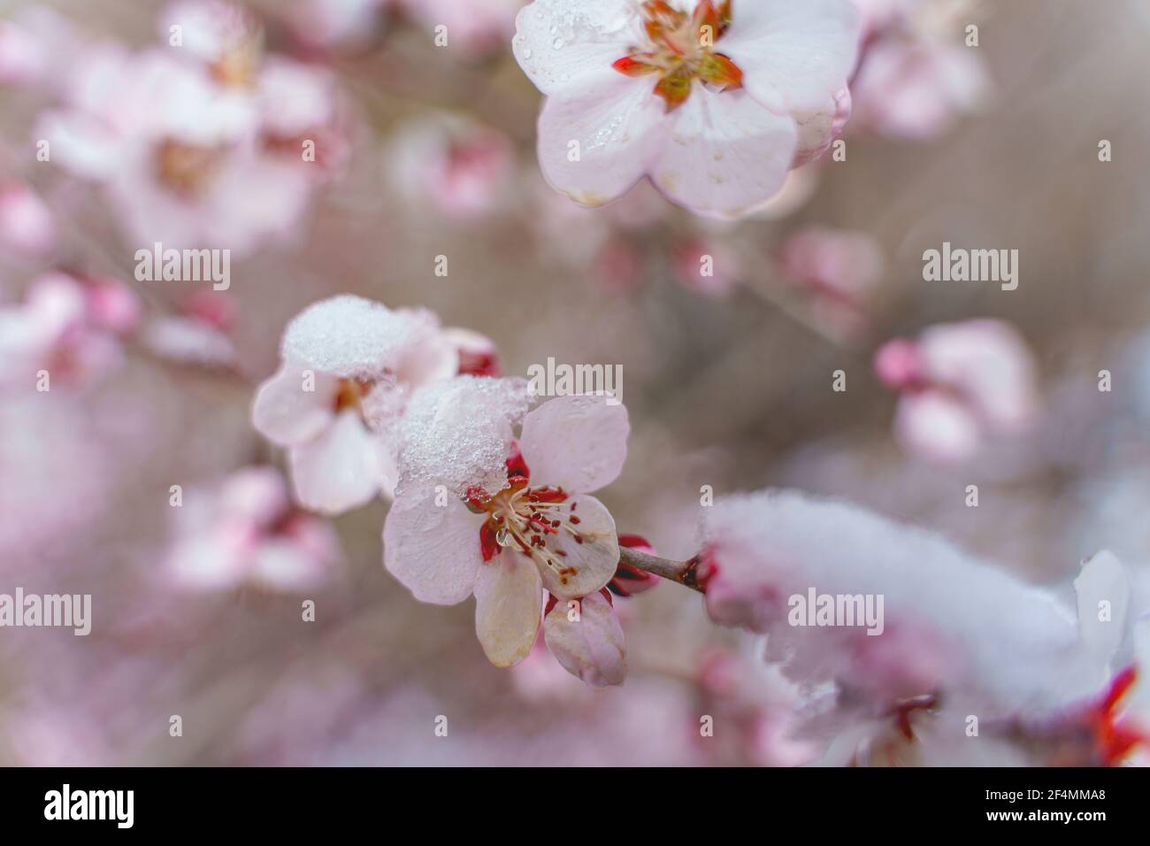 Peach snow hi-res stock photography and images - Alamy