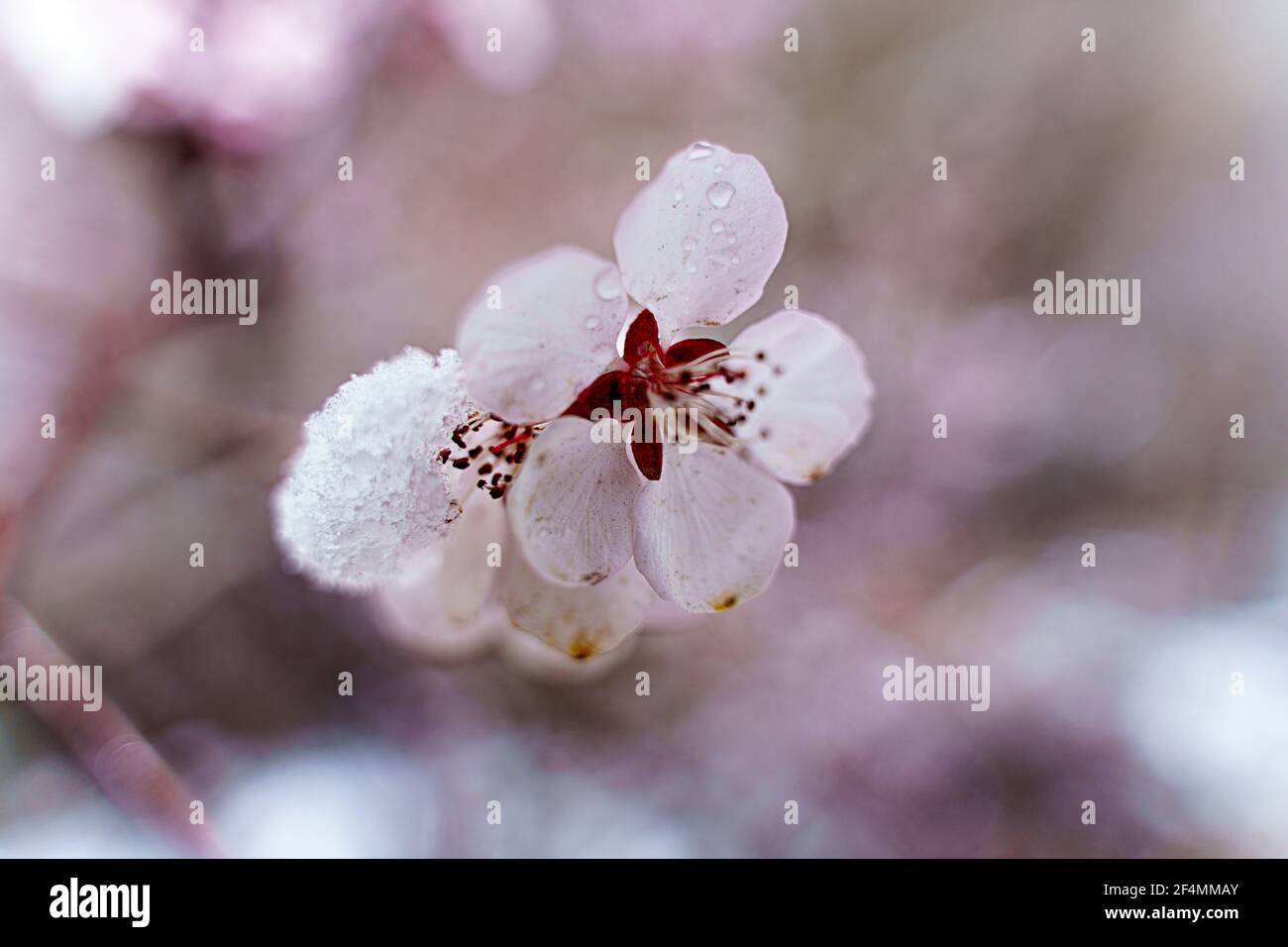 Spring snow peach bloom railway pine tree hi-res stock photography and ...