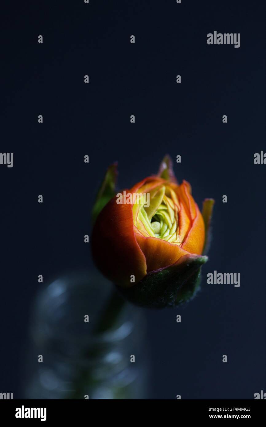 Tight flower hi-res stock photography and images - Alamy