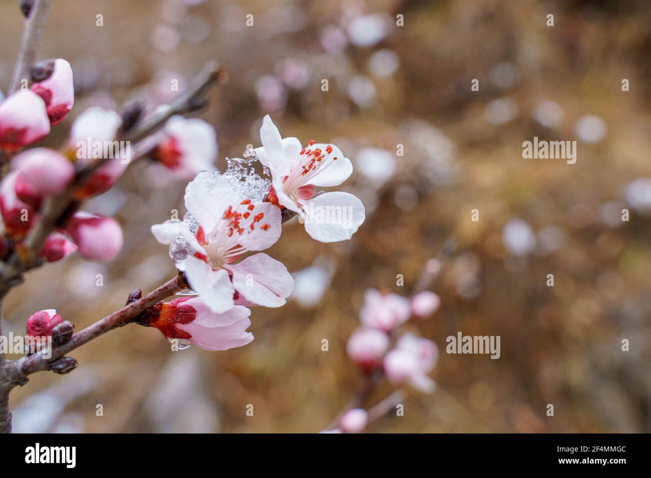 The peach bloom with snow on Stock Photo - Alamy