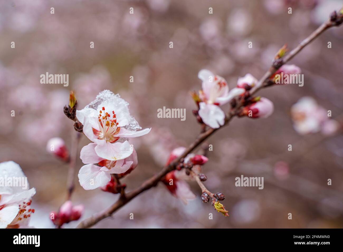 Spring snow peach bloom railway pine tree hi-res stock photography and ...