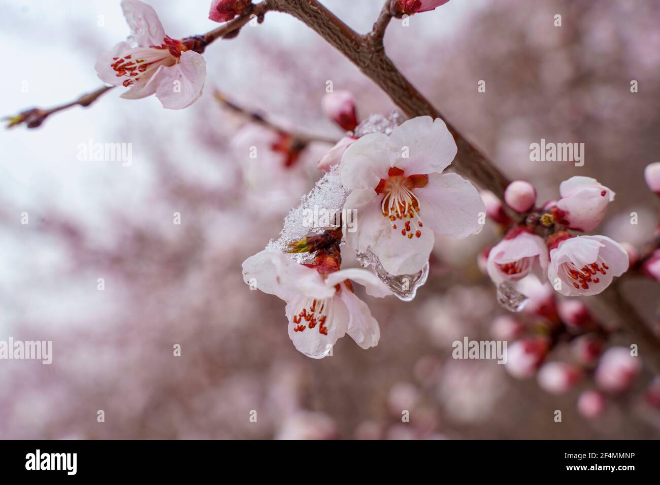 The peach bloom with snow on Stock Photo - Alamy