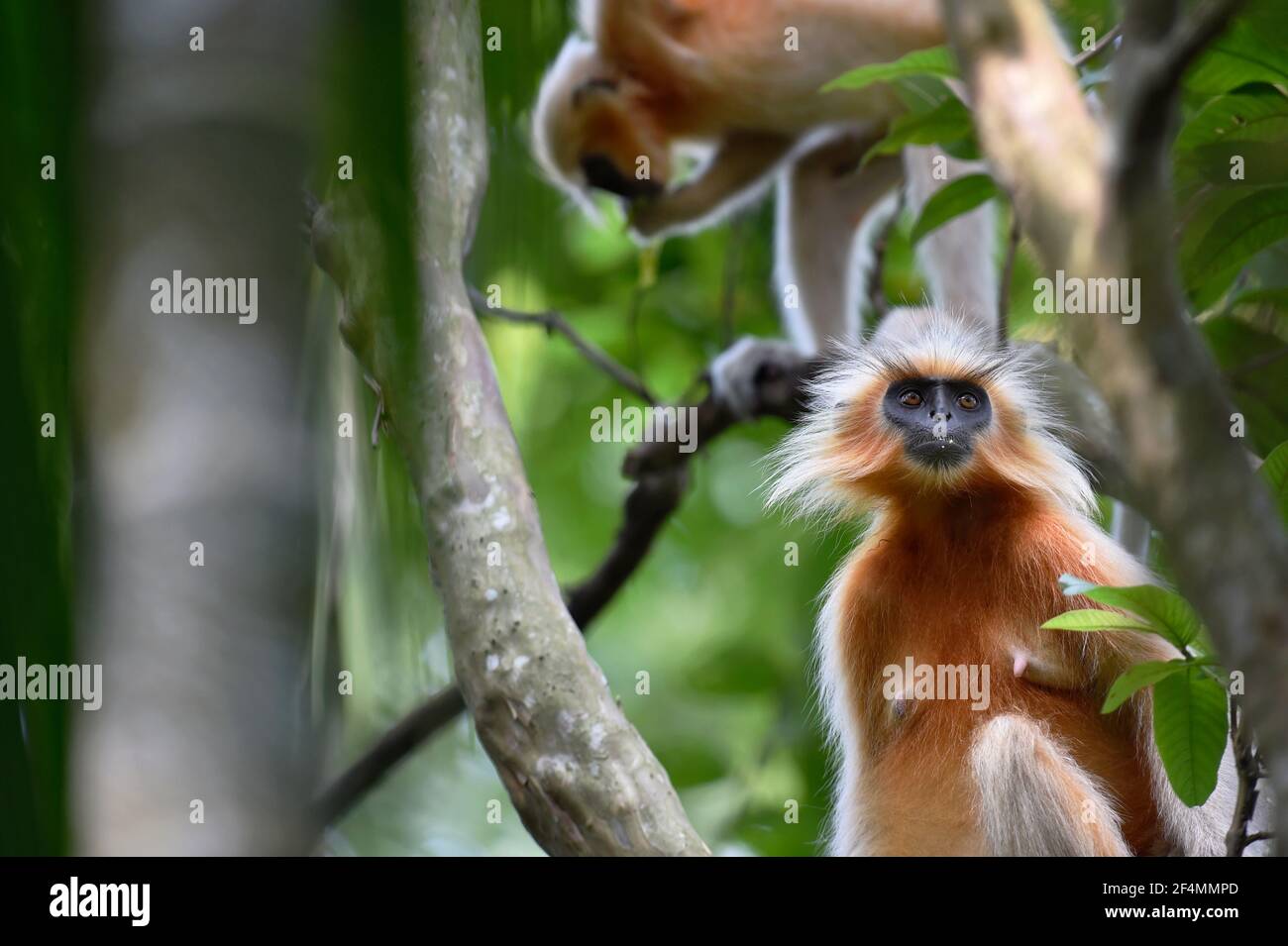 Golden langurs hi-res stock photography and images - Alamy