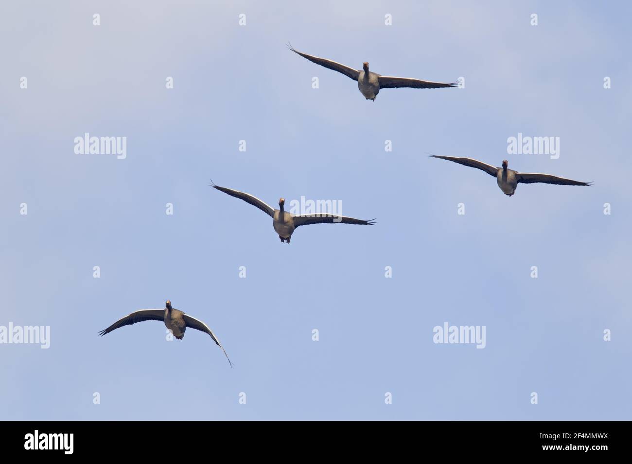 Wildfowl shetland hi-res stock photography and images - Alamy