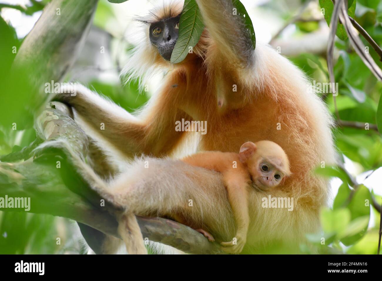 Golden langur hi-res stock photography and images - Alamy