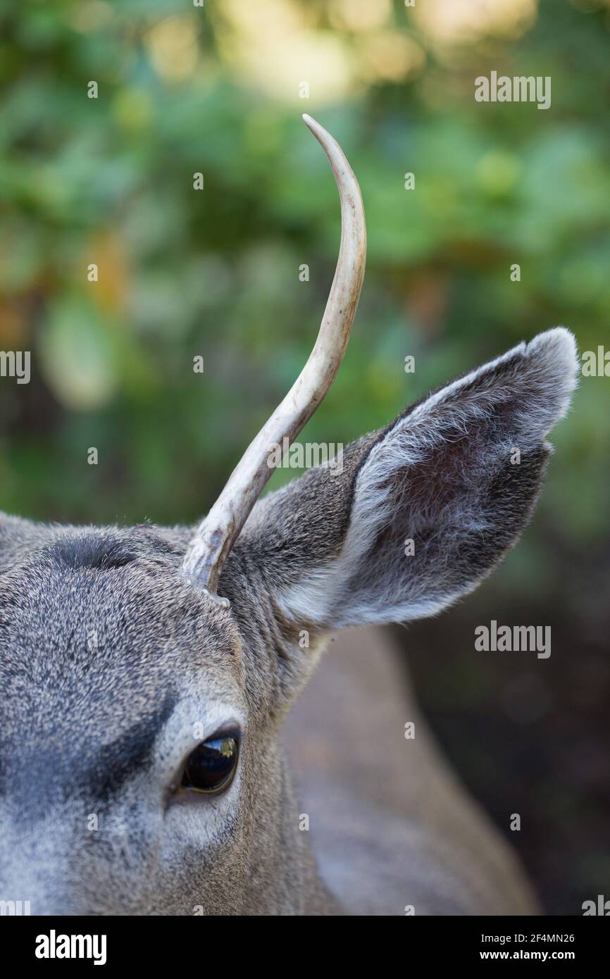 Buck and ear hi-res stock photography and images - Alamy