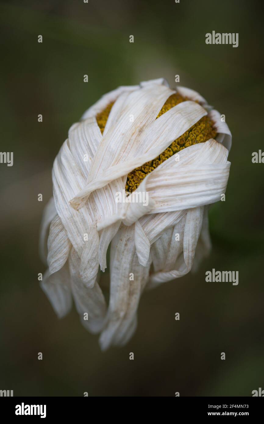 A dying daisy flower folded in upon itself Stock Photo - Alamy