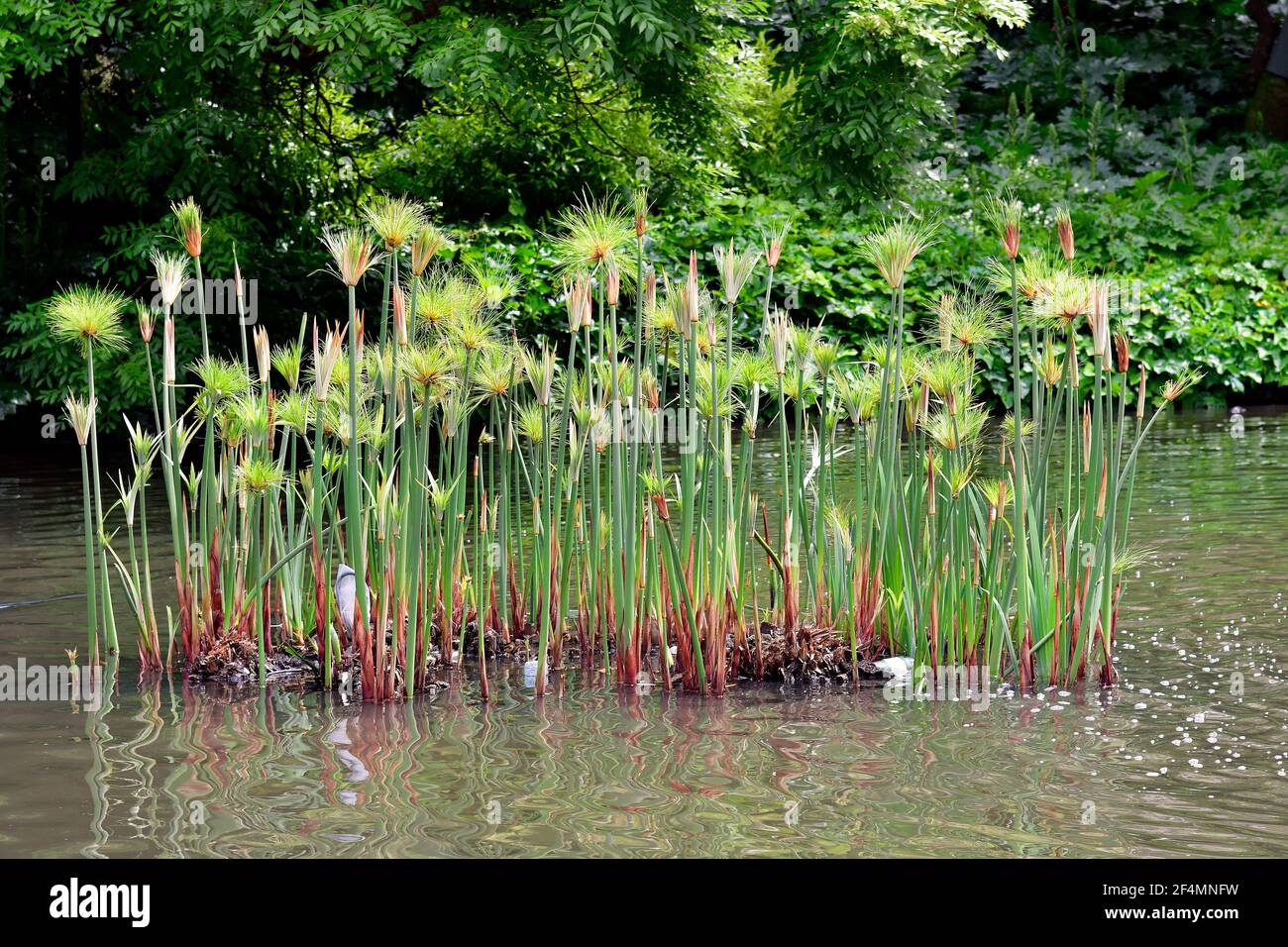Reed gardens hi-res stock photography and images - Alamy