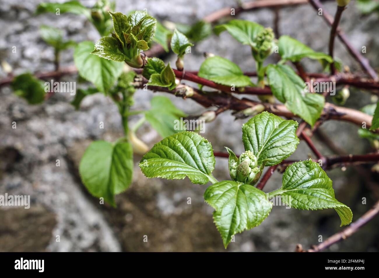 Climbing Hydrangea High Resolution Stock Photography and Images - Alamy