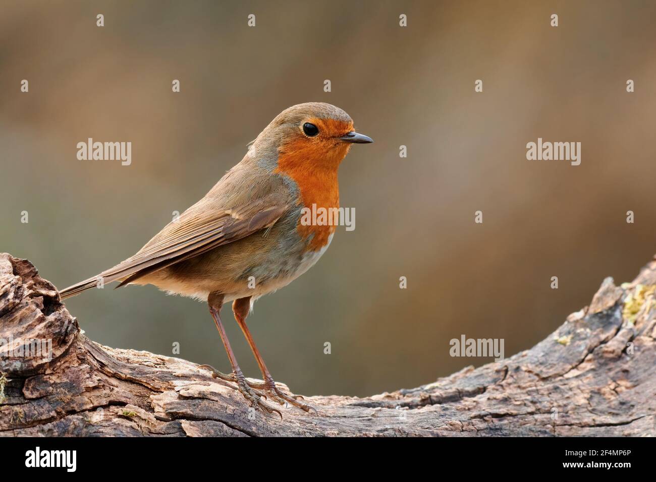 Side view robin bird on hi-res stock photography and images - Alamy