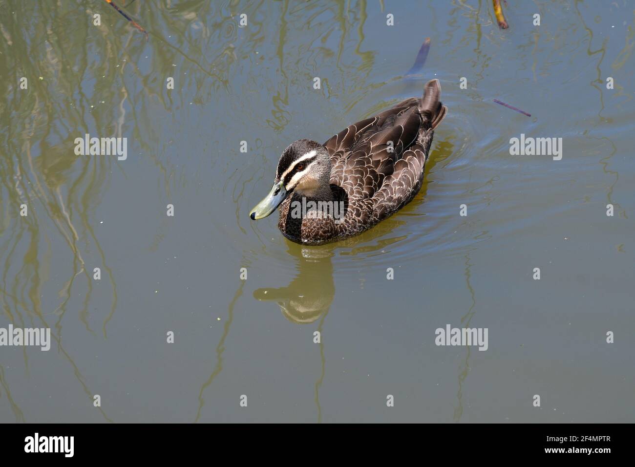Australia, Melbourne, wild duck in Albert Park lake Stock Photo - Alamy