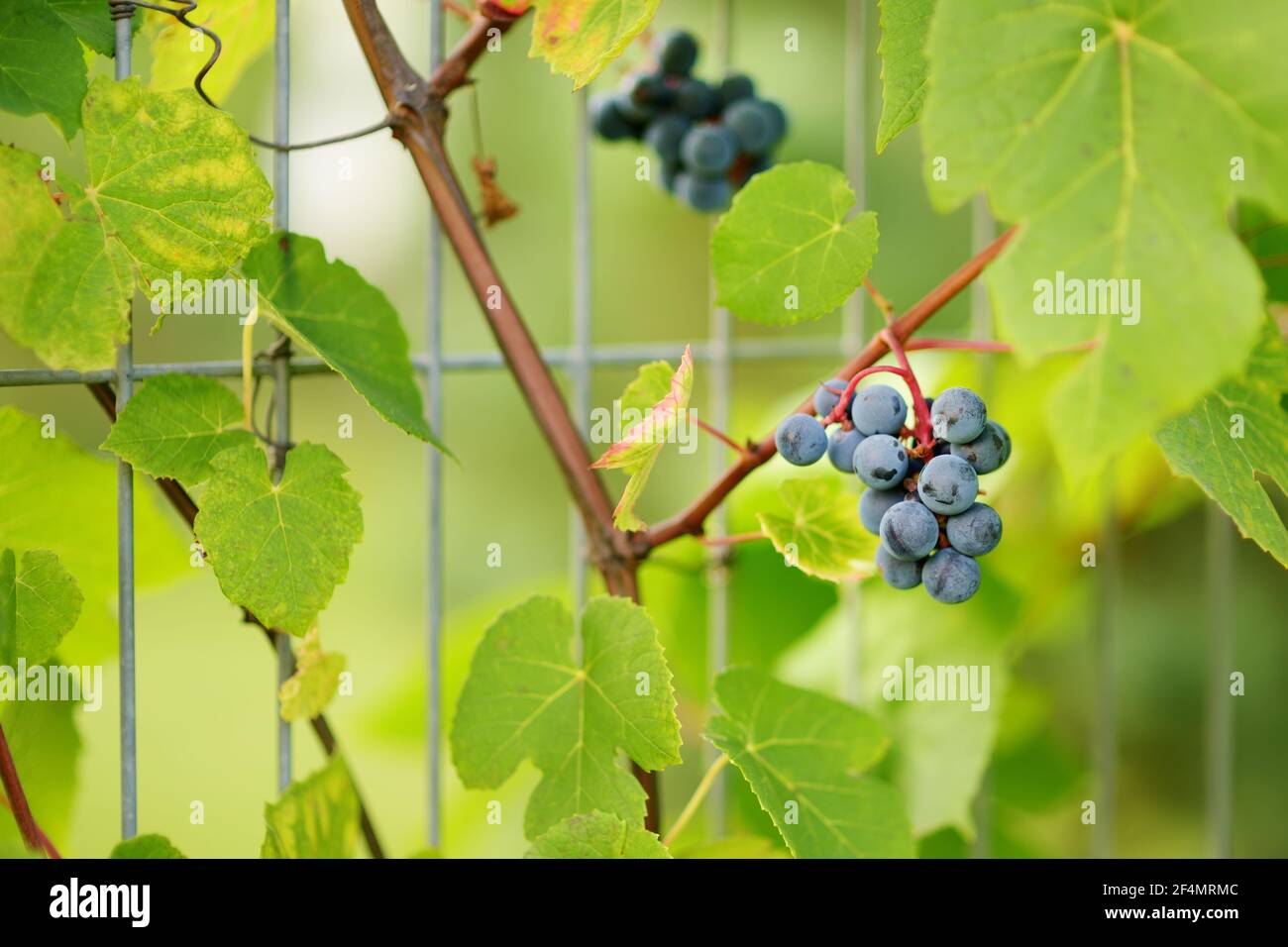 Small bunch of grapes at sunset in autumn harvest. Ripe grapes in fall ...