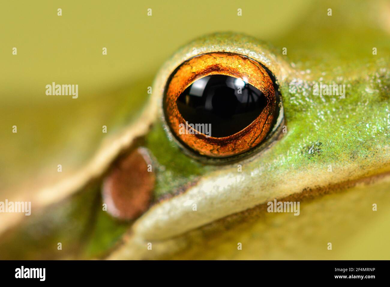 Frog eye hi-res stock photography and images - Alamy