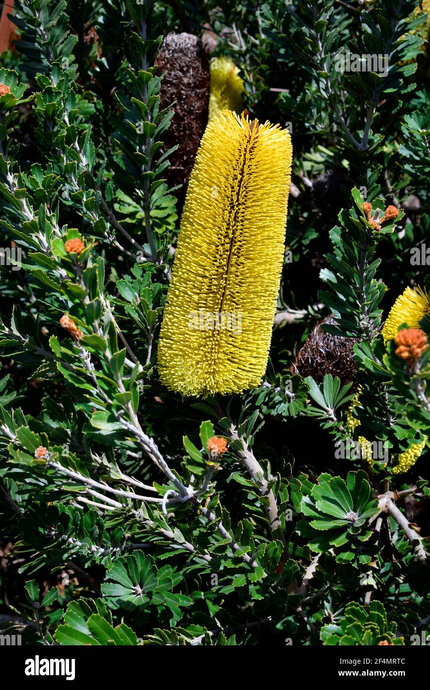 Australia, flowering banksia tree Stock Photo - Alamy
