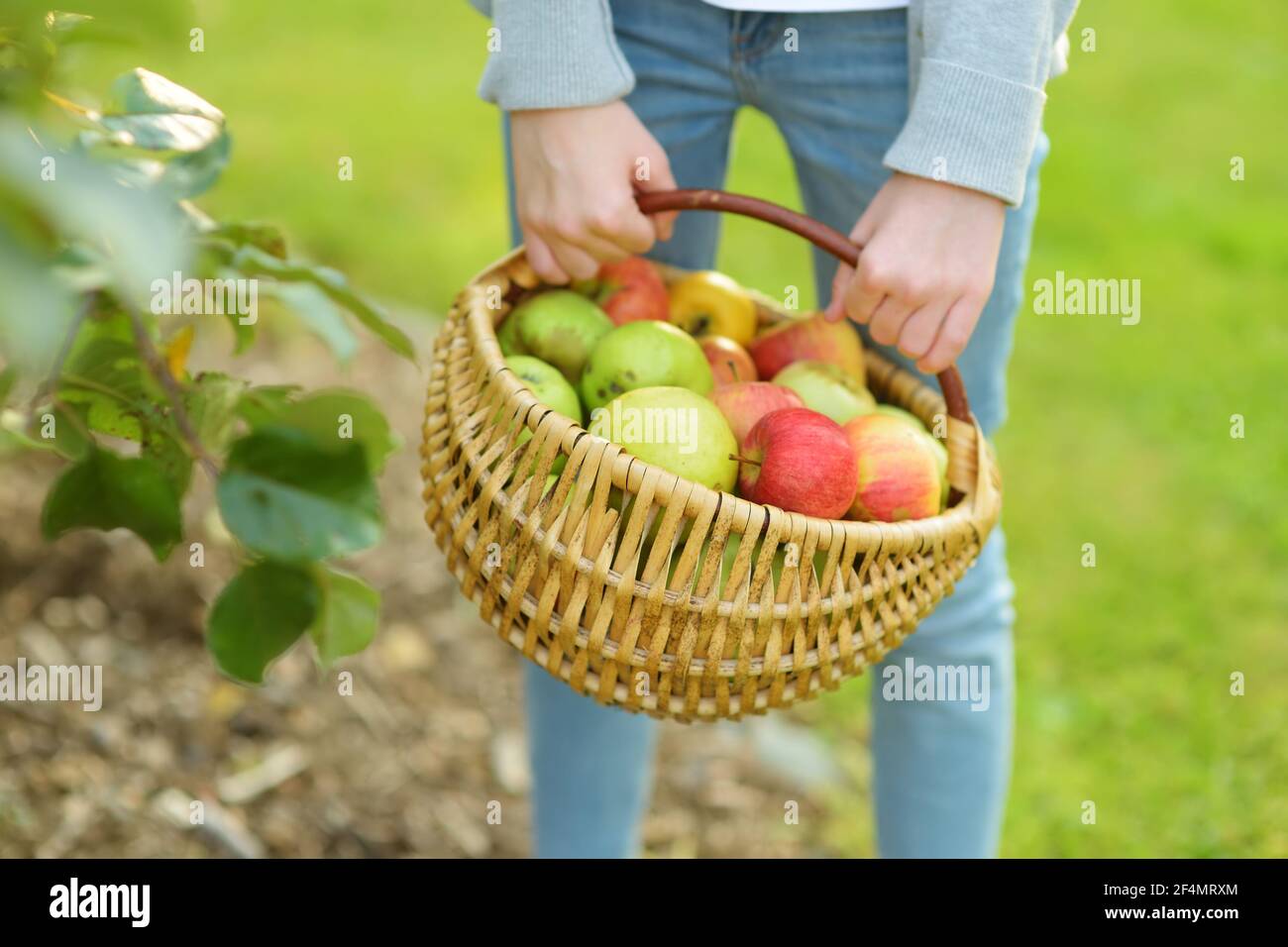 Basket full of fresh organic apples. Harvesting apples in apple tree ...