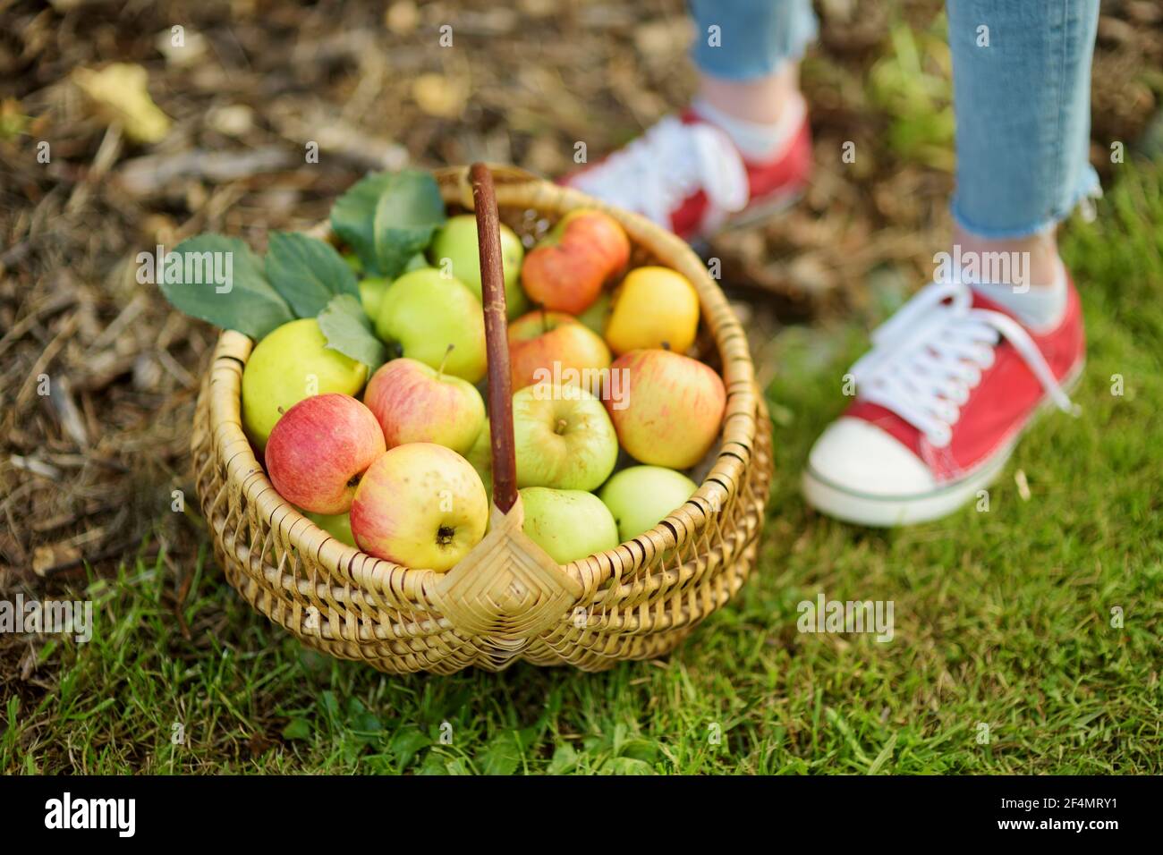 Basket full of fresh organic apples. Harvesting apples in apple tree ...