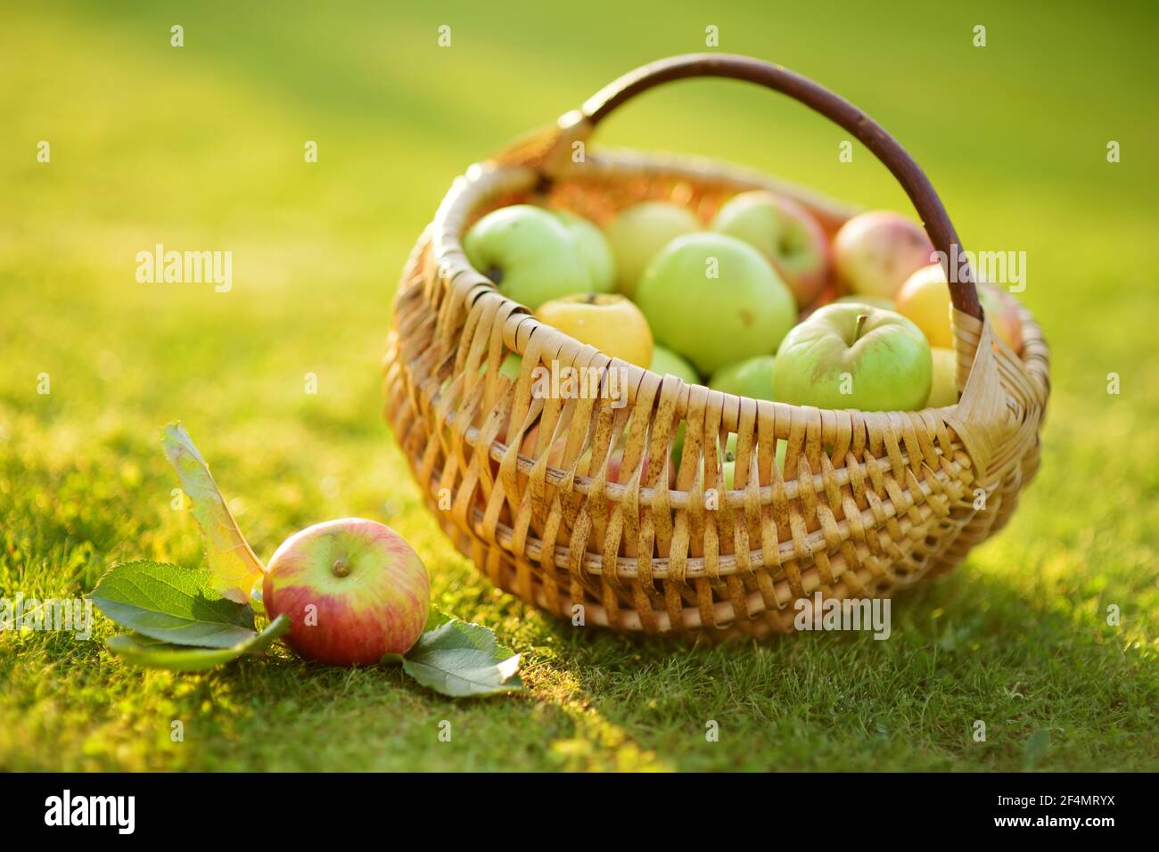 Basket full of fresh organic apples. Harvesting apples in apple tree ...