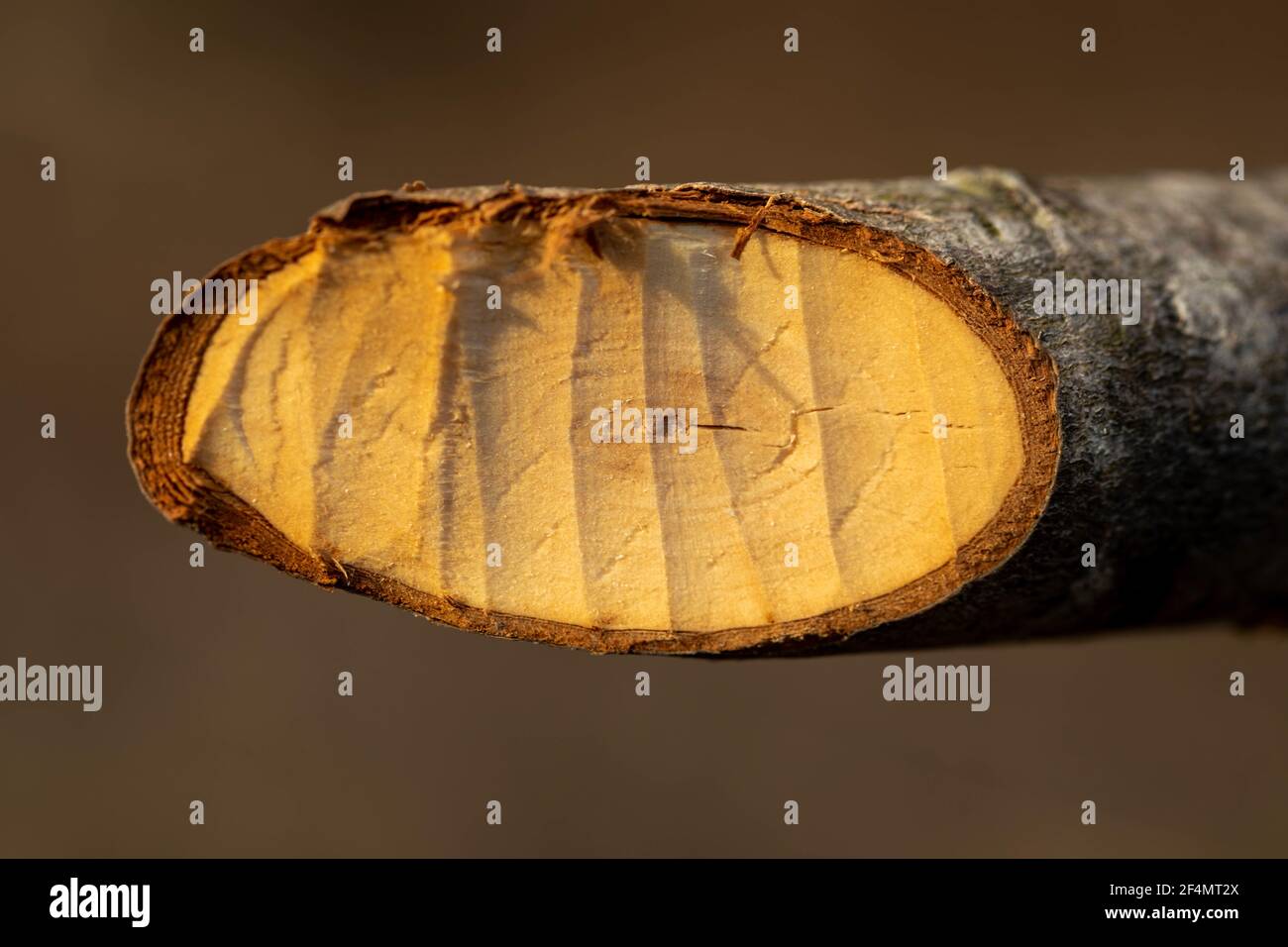 Beaver gnawed a branch Stock Photo - Alamy