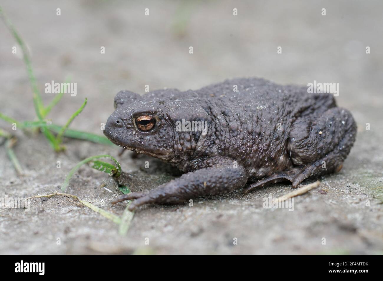 Full body closeup of a female of the European common toad, Bufo Stock ...