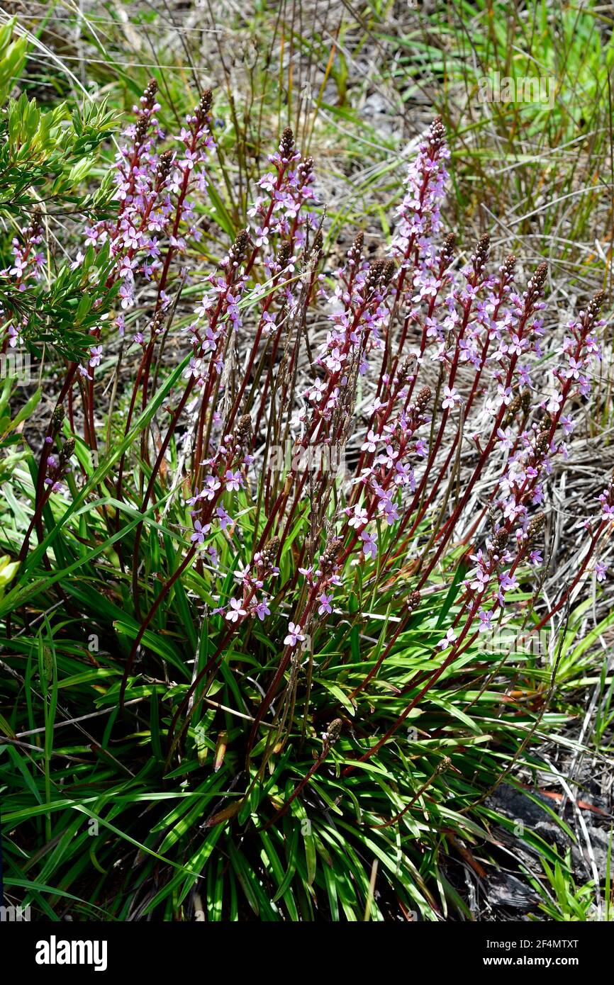 Australia, wild flower trigger plant aka little sapphire Stock Photo ...