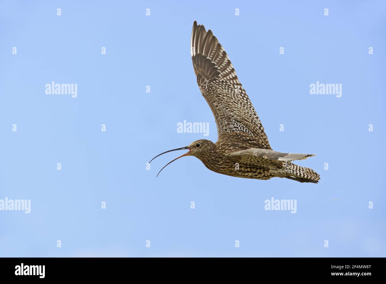Flying curlew uk hi-res stock photography and images - Alamy