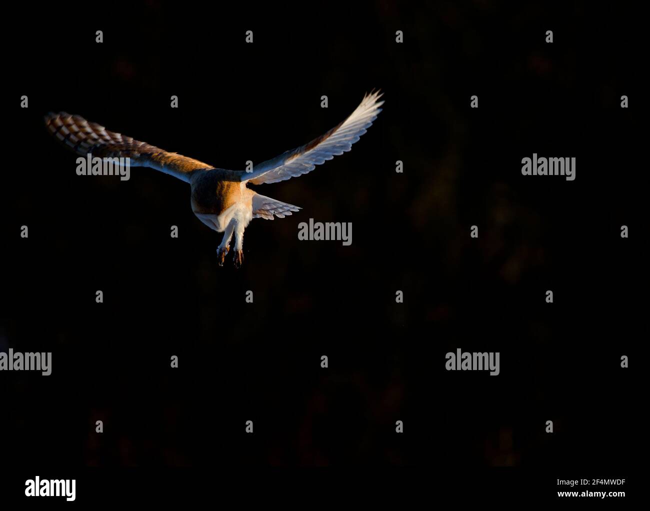 Barn Owl Hunting Stock Photo - Alamy