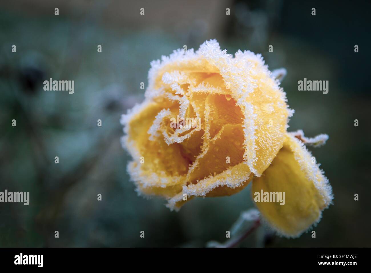 Frozen yellow roses hi-res stock photography and images - Alamy