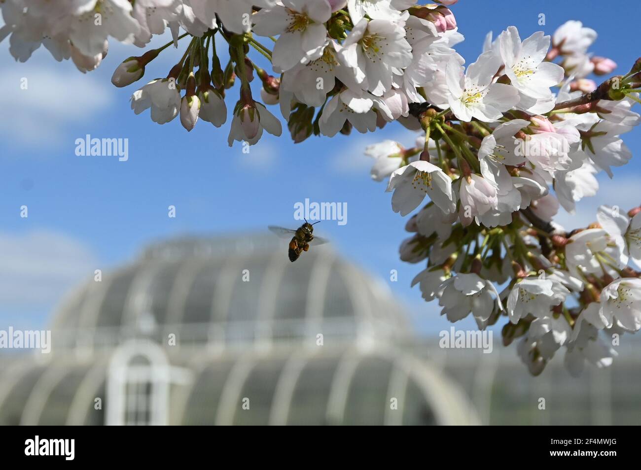 Royal botanic gardens kew cherry hi-res stock photography and images ...