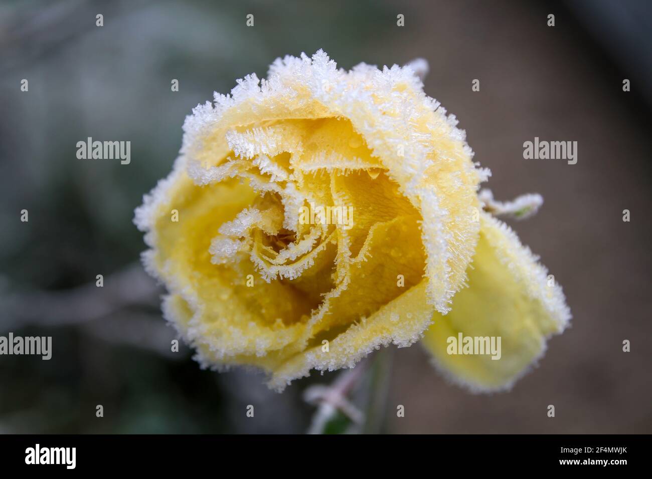 Frozen yellow roses hi-res stock photography and images - Alamy