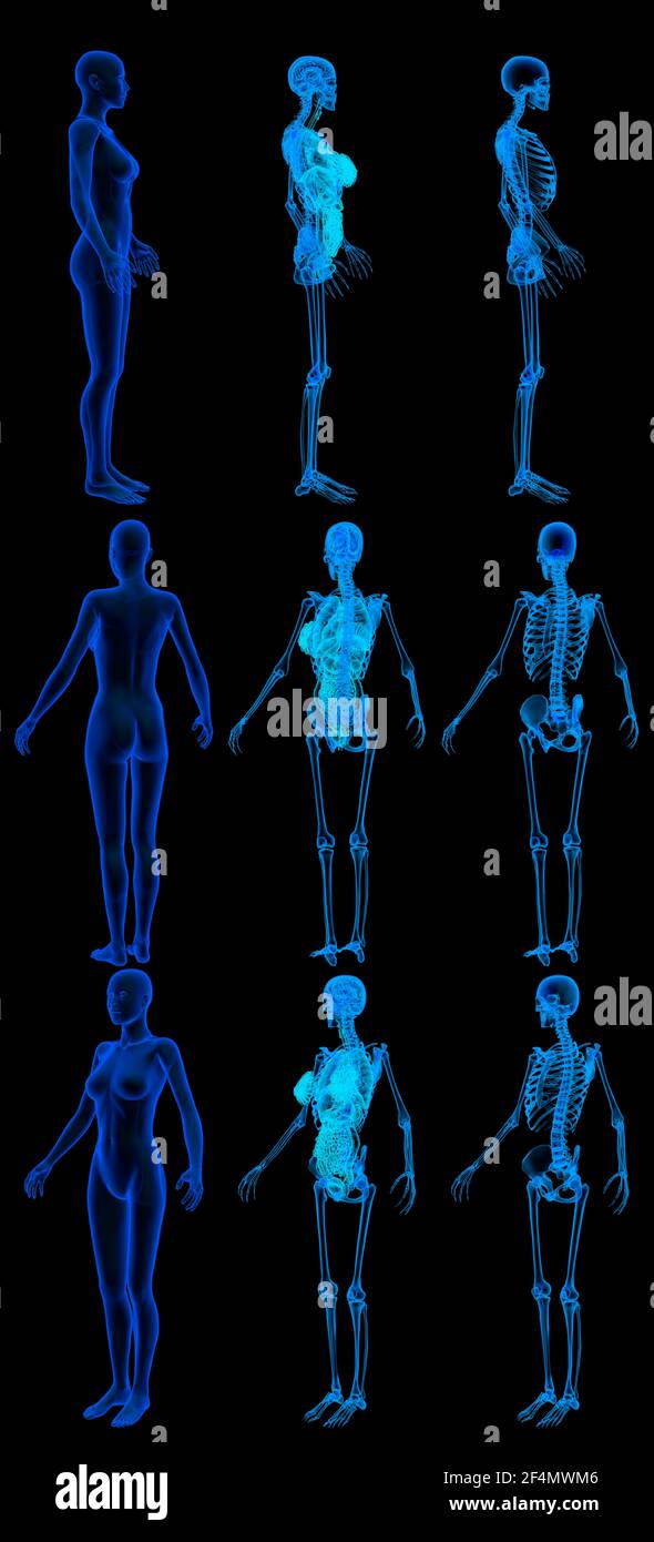 9 x-ray renders of female body with skeleton and internal organs ...